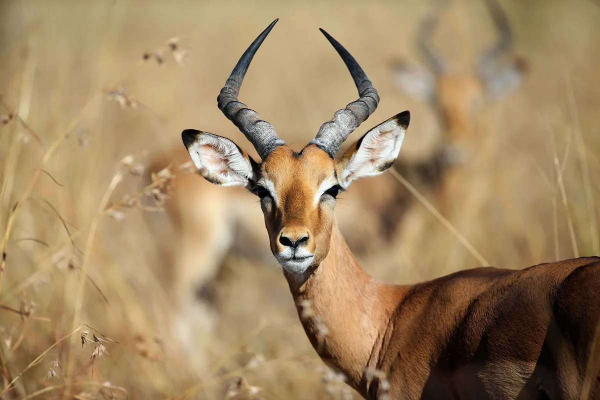 Moyle Mink & Tannery