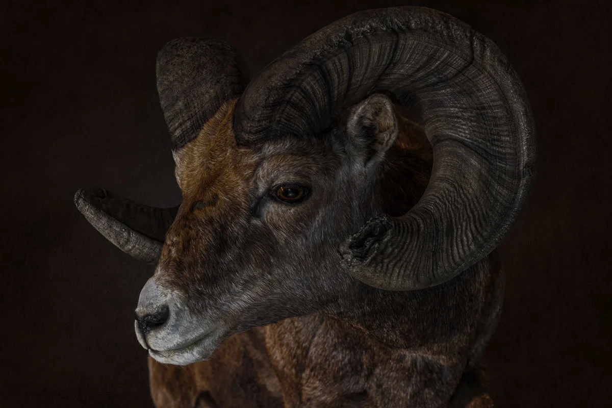 Moyle Mink & Tannery